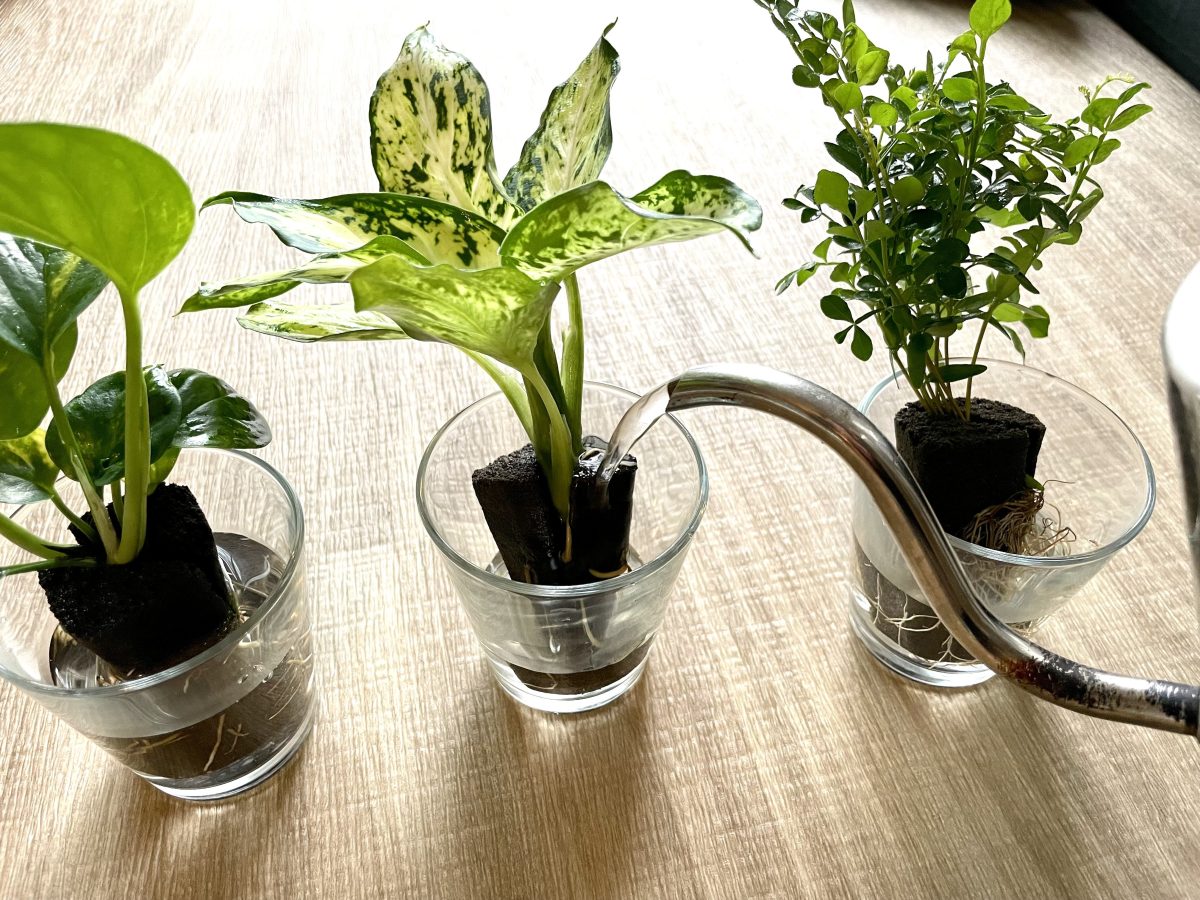 【5名様にプレゼント】グリーンで癒されよう！「＆Green」は土を使わないから育てやすい！ | HugKum（はぐくむ）