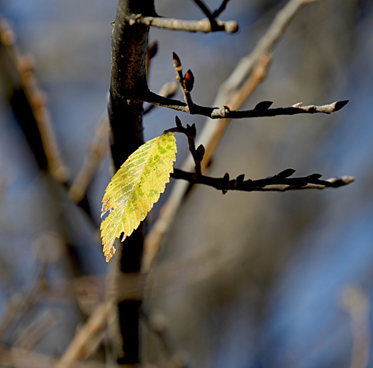 『O・ヘンリー作品集』の代表作「賢者の贈りもの」や「最後のひと葉」のストーリー知ってる？【おとなの教養】 | HugKum（はぐくむ）
