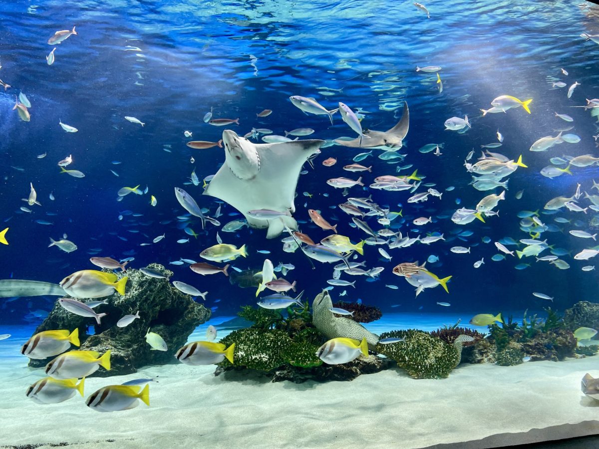 【自由研究のテーマにも】魚にも「ケガ」や「熱中症」がある！？ 新江ノ島水族館に学ぶ意外と知らない魚の豆知識 | HugKum（はぐくむ）