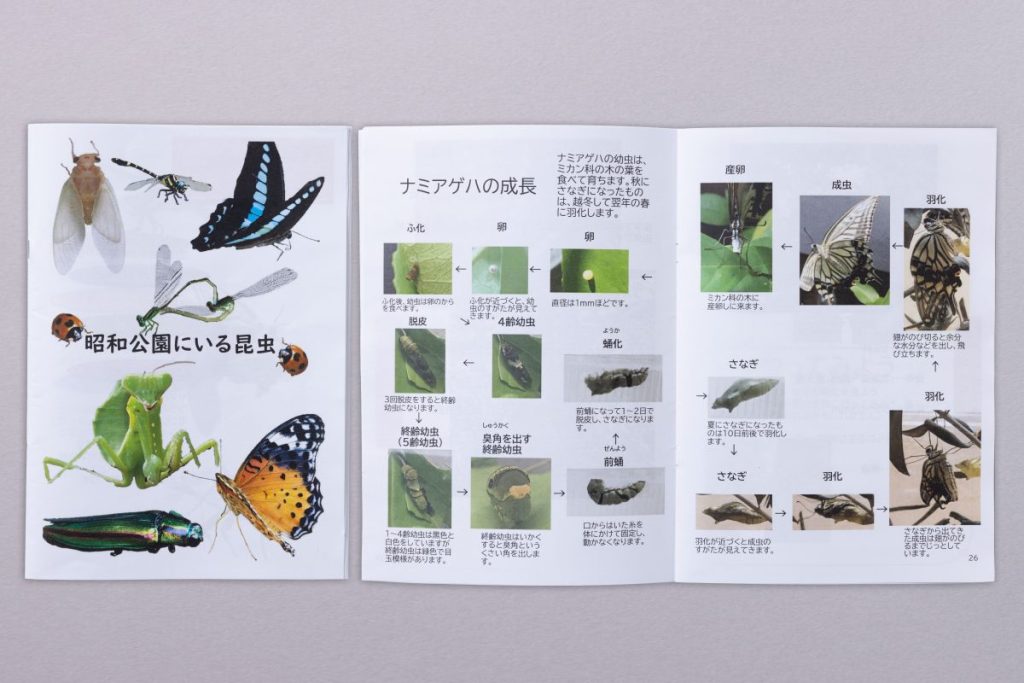 小学5年生が撮影、編集から製本まですべて自分で手がけた世界で一冊の昆虫図鑑のクオリティが圧巻！いまハマっているのは虫のLINEスタンプづくり【自由研究コンクール】 | HugKum（はぐくむ）
